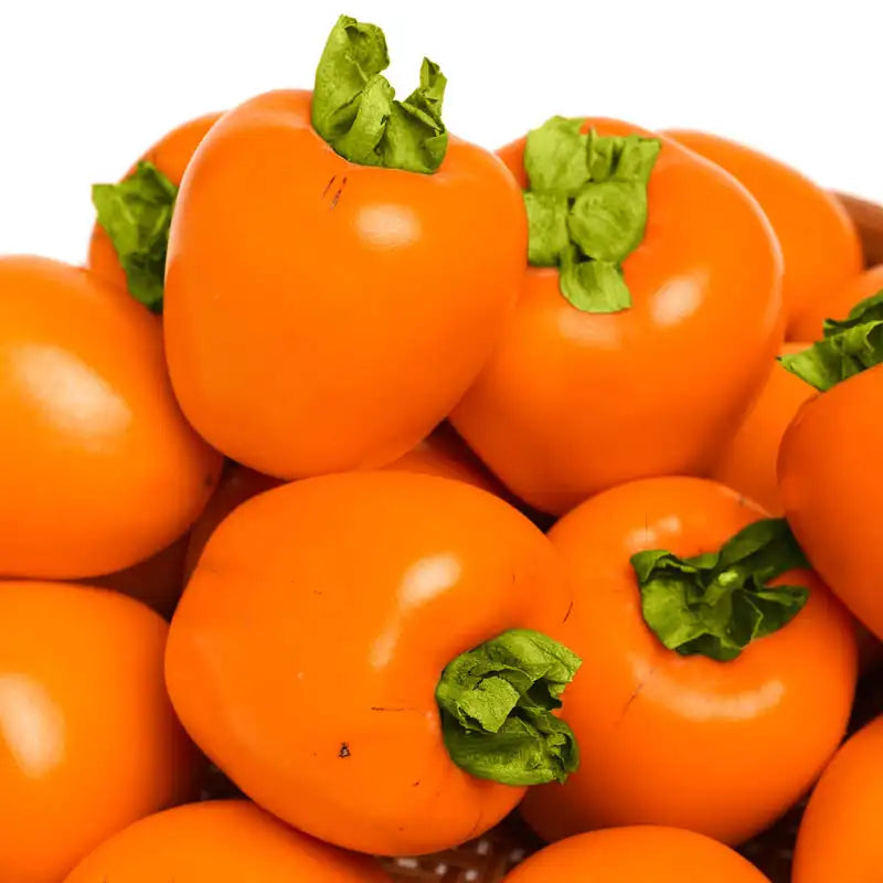 Chocolate Persimmon | Gurney's Seed & Nursery Co.