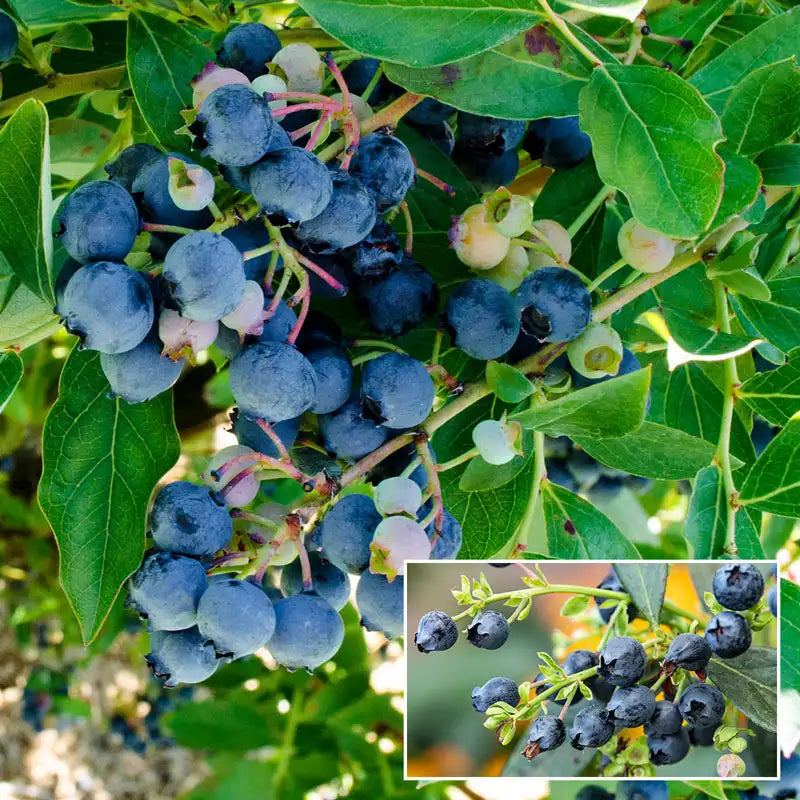 Echo Half-High Blueberry Plant | Gurney's Seed & Nursery Co.