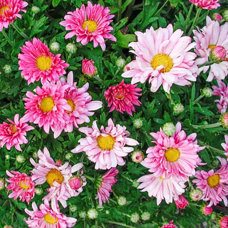 Pink Daisy Mammoth Mum | Gurney's Seed & Nursery Co.