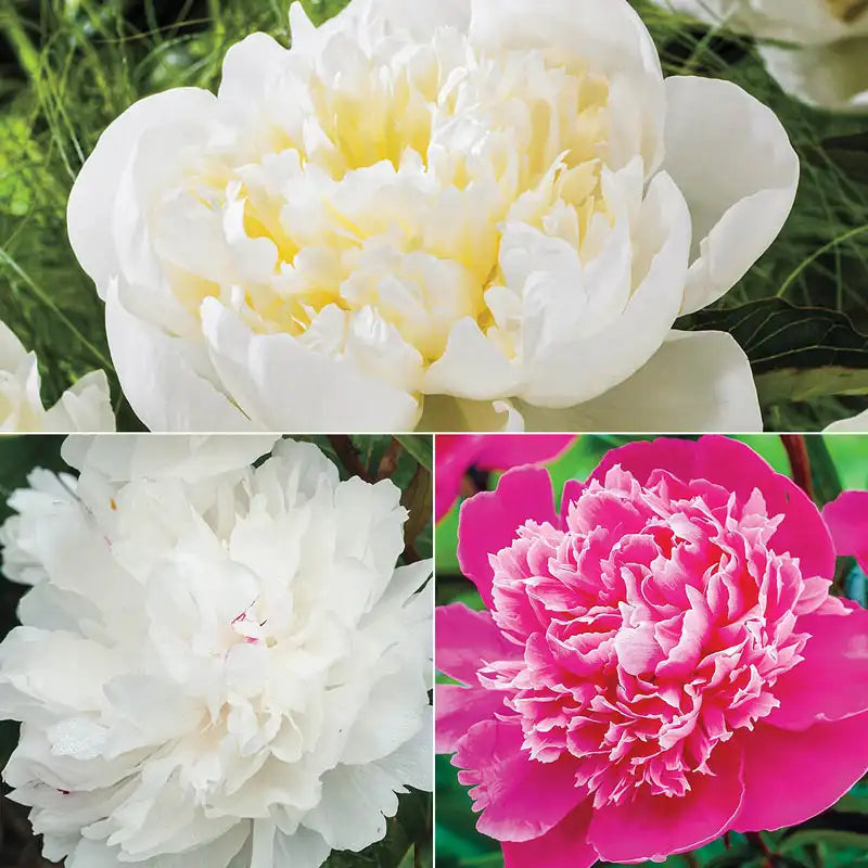 Most Fragrant Peony Collection | Gurney's Seed & Nursery Co.