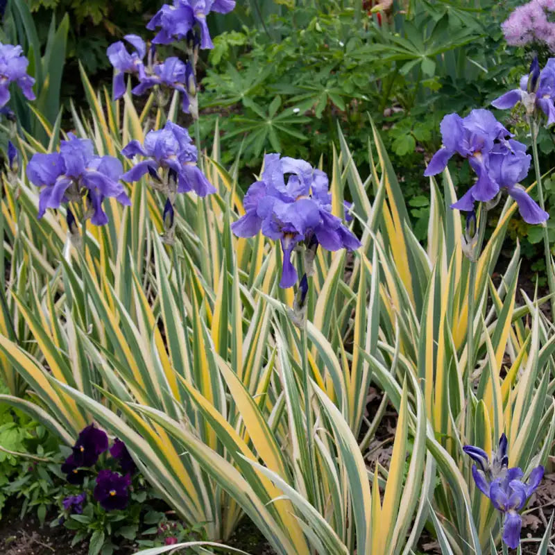Pallida Gold Variegated Iris | Perennials from Gurney's Seed & Nursery Co.