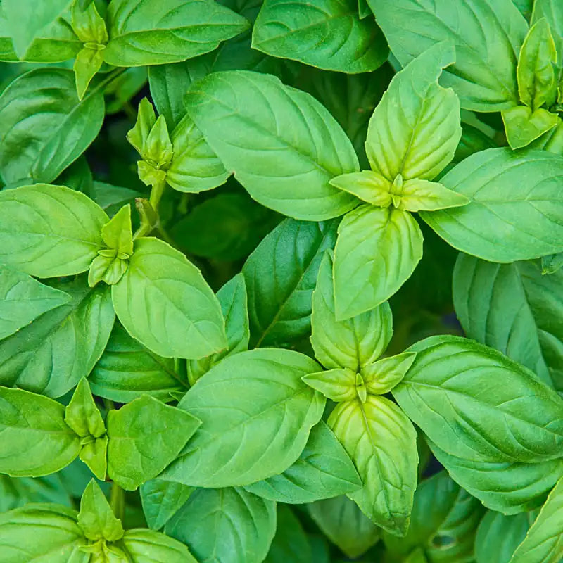 Sweet Basil Herb — Plant | Gurney's Seed & Nursery Co.