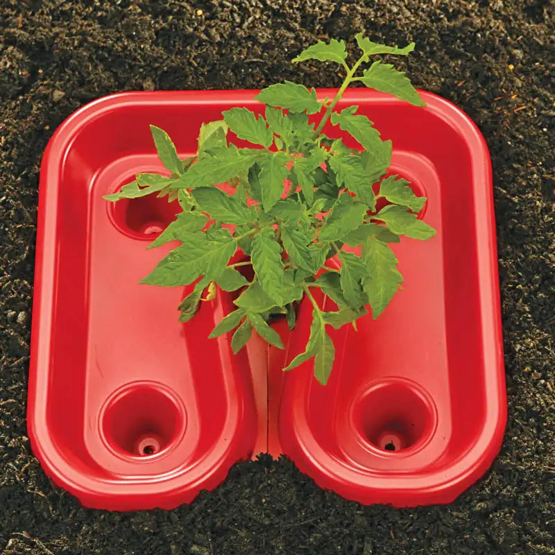 Tomato & Pepper Automator Tray | Gurney's Seed & Nursery Co.