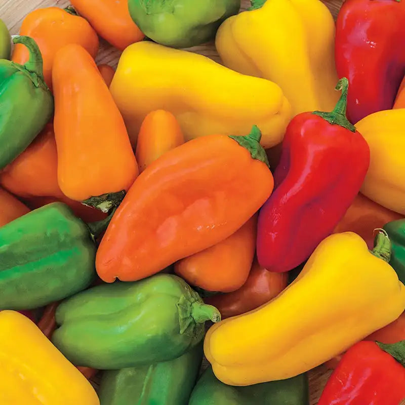 Yum Yums Hybrid Mixed Mini Bells Sweet Pepper | Gurney's Seed & Nursery Co.