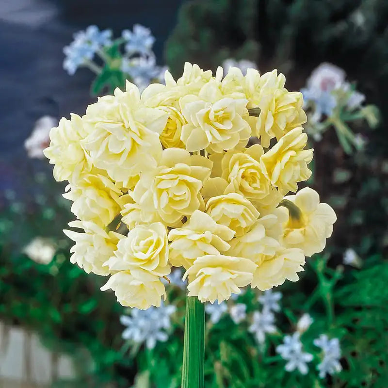 Summer Cheer Daffodil | Flower Bulbs from Gurney's Seed & Nursery Co.