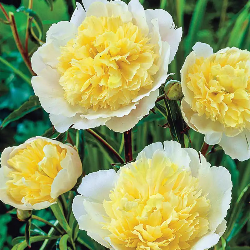 Primevere Peony: Yellow Perennials for Sun from Gurney's Seed & Nursery Co.