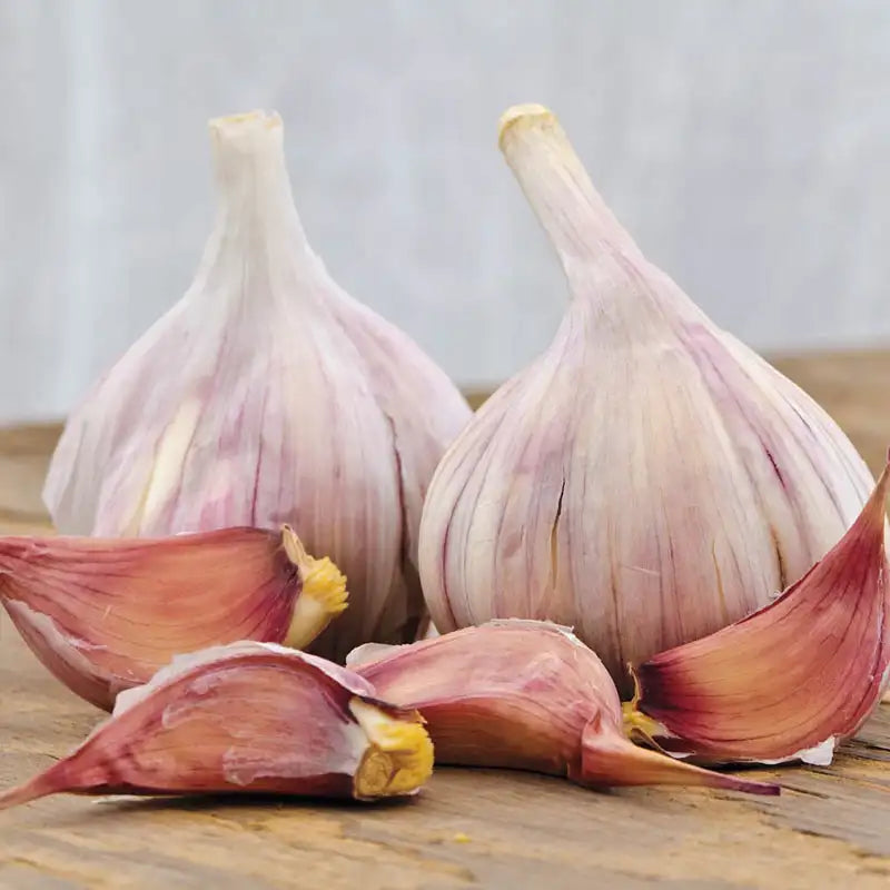 Duganski Hardneck Garlic | Gurney's Seed & Nursery Co.