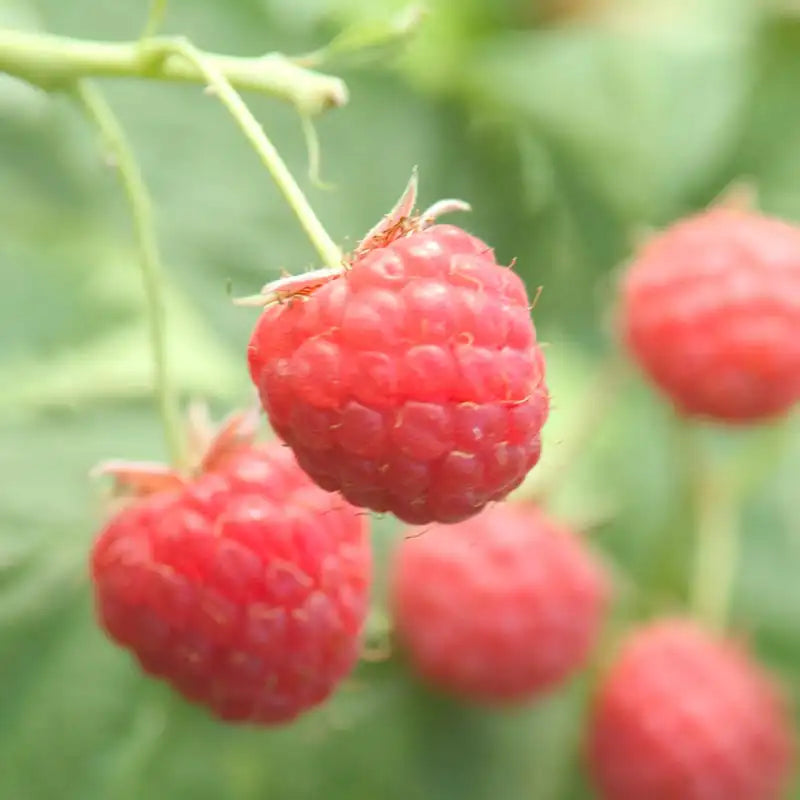 Prelude Red Raspberry Plant: Berry Plants from Gurney's Seed & Nursery Co.