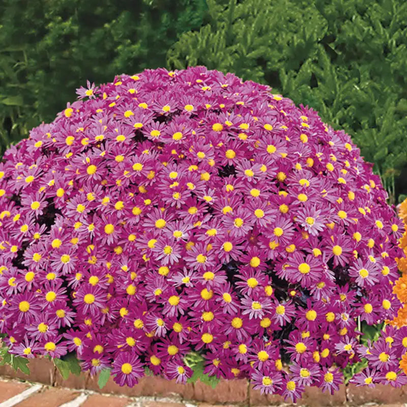Lavender Daisy Monster Mum – Gurney's Seed & Nursery Co.