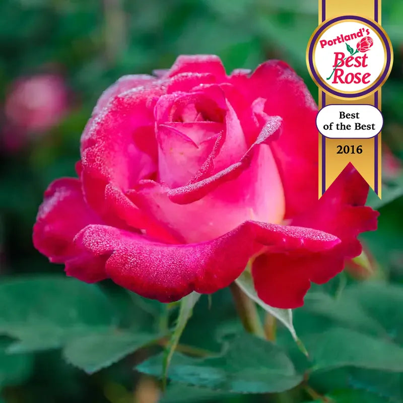 Dick Clark Grandiflora Rose – Gurney's Seed & Nursery Co.