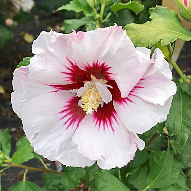 Helene Hibiscus – Gurney's Seed & Nursery Co.