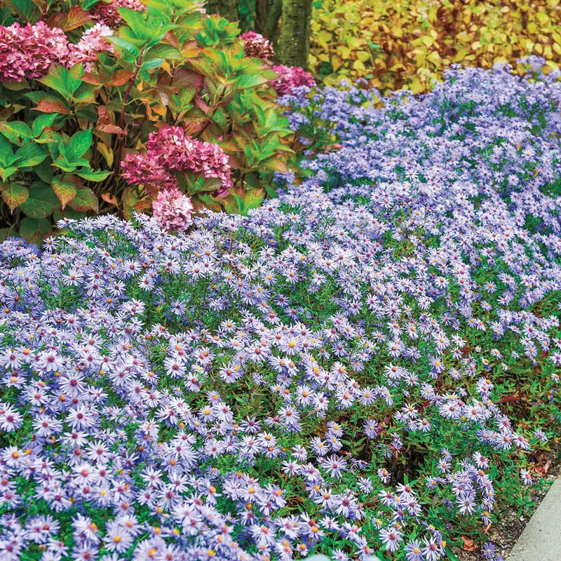 Woods Blue Aster for Sale | Gurney's Seed & Nursery Co.