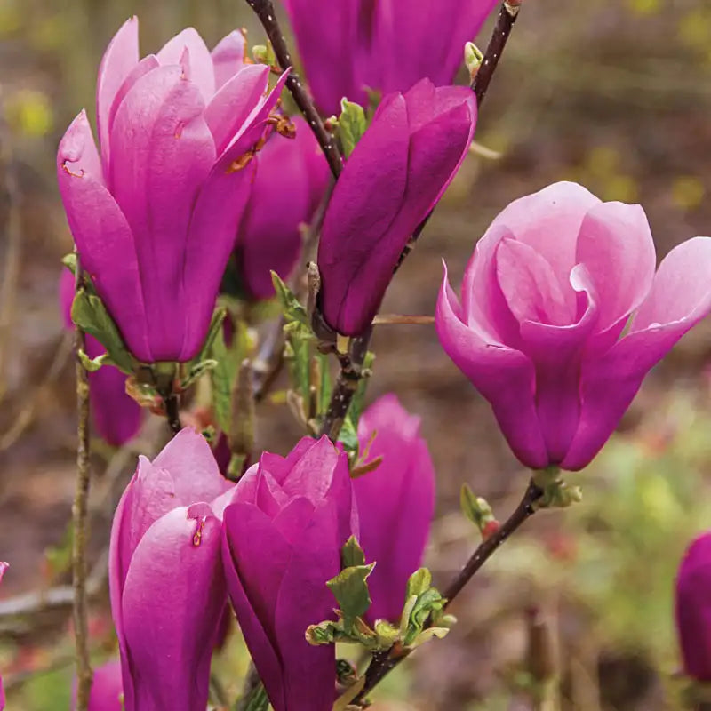 Jane Magnolia | Gurney's Seed & Nursery Co.