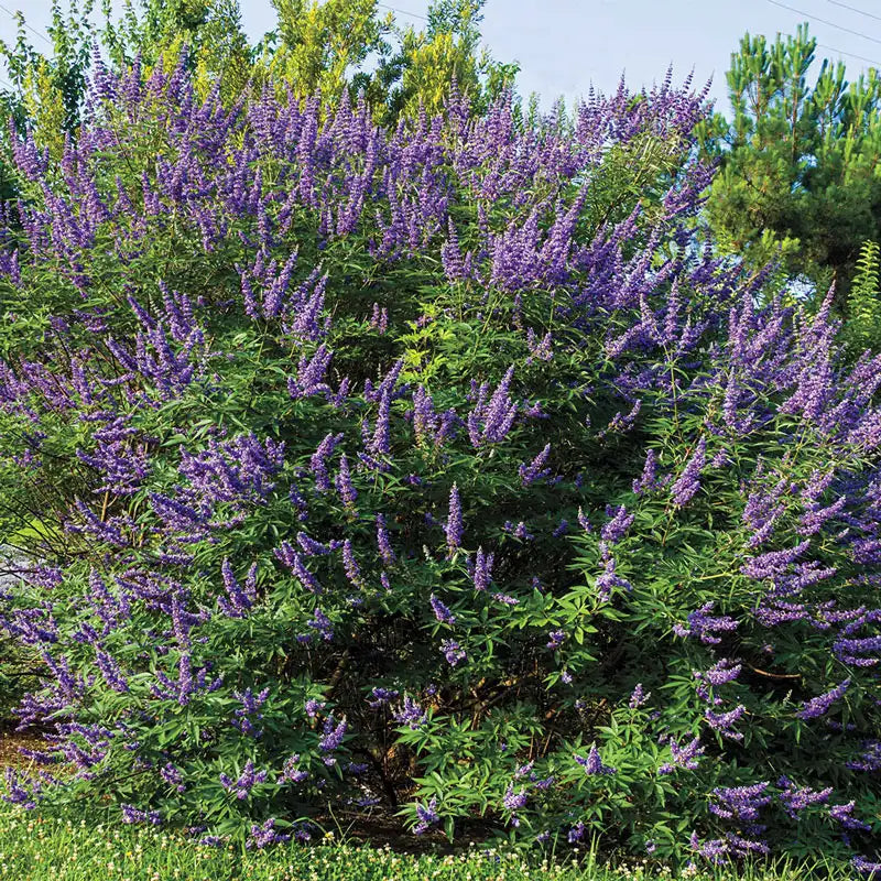 Shoal Creek Chaste Tree | Gurney's Seed & Nursery Co.