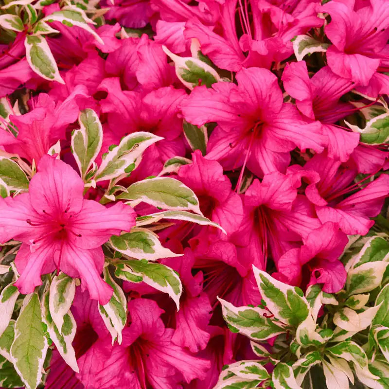 Bollywood Azalea | Gurney's Seed & Nursery Co.