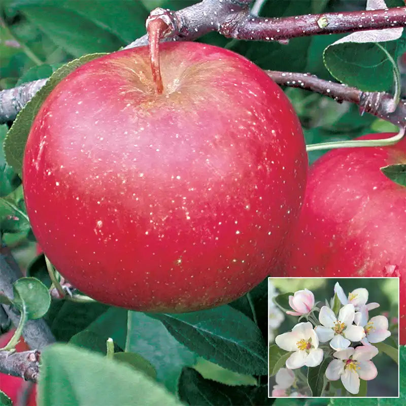 Pixie Crunch® Apple Tree | Gurney's Seed & Nursery Co.