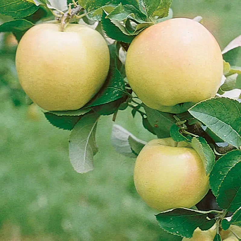 Pristine Apple Tree | Gurney's Seed & Nursery Co.