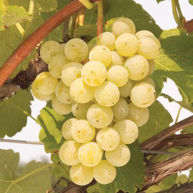 Cayuga Grape | Gurney's Seed & Nursery Co.