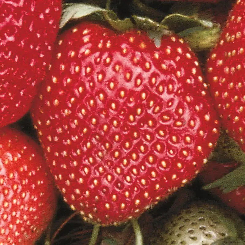 Sparkle Supreme Junebearing Strawberry Plant | Gurney's Seed & Nursery Co.