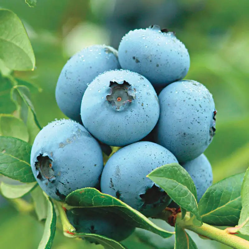 Semi-Dwarf Northland Half-High Blueberry Plant | Gurney's Seed ...
