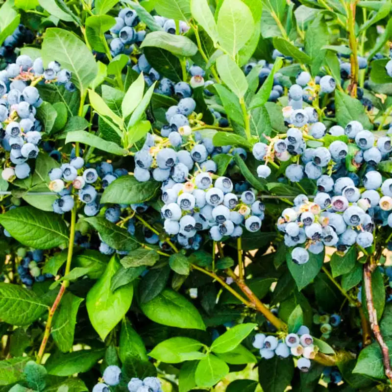 Bluegold Blueberry | Gurney's Seed & Nursery Co.