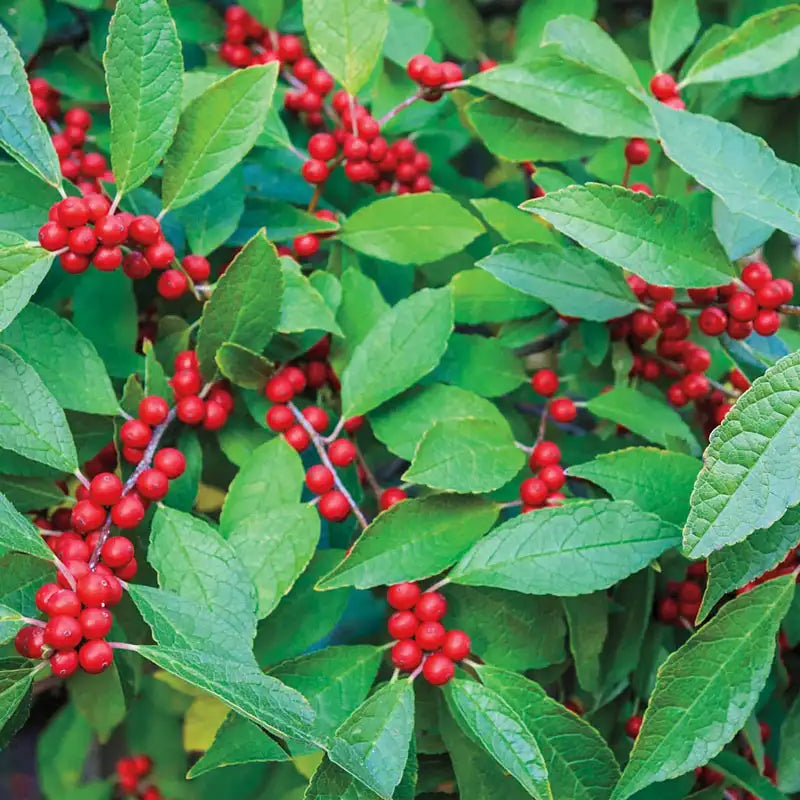 Buy Winter Red Winterberry Shrub Pair from Gurney's Seed & Nursery Co.