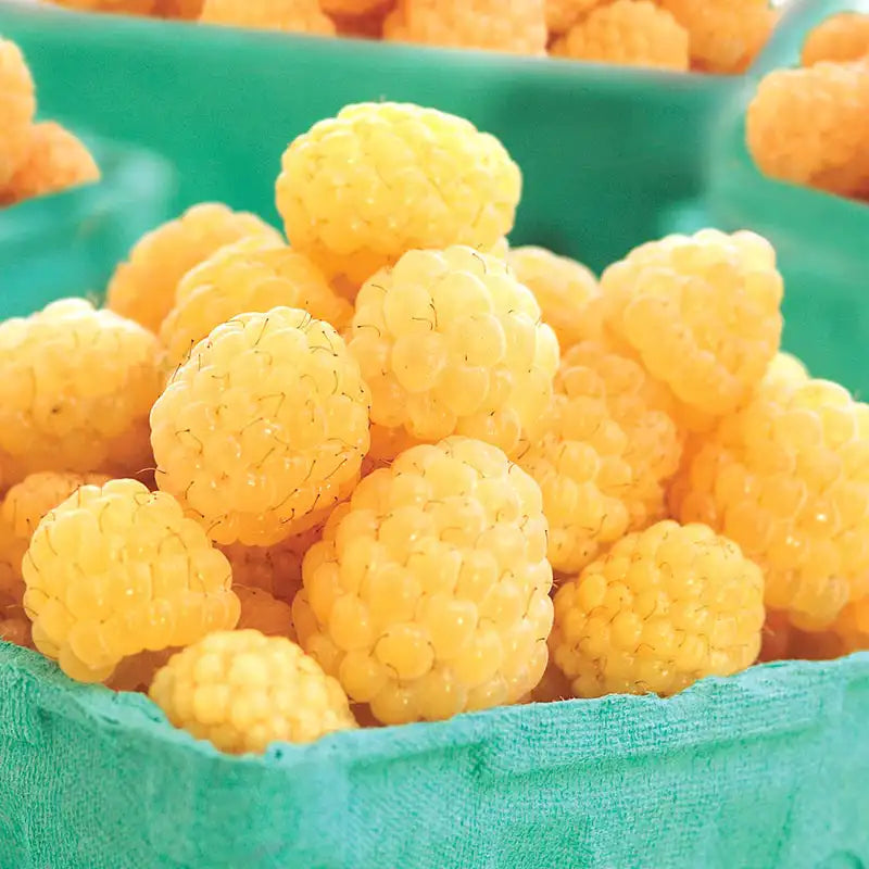 Fall Gold Raspberry | Gurney's Seed & Nursery Co.
