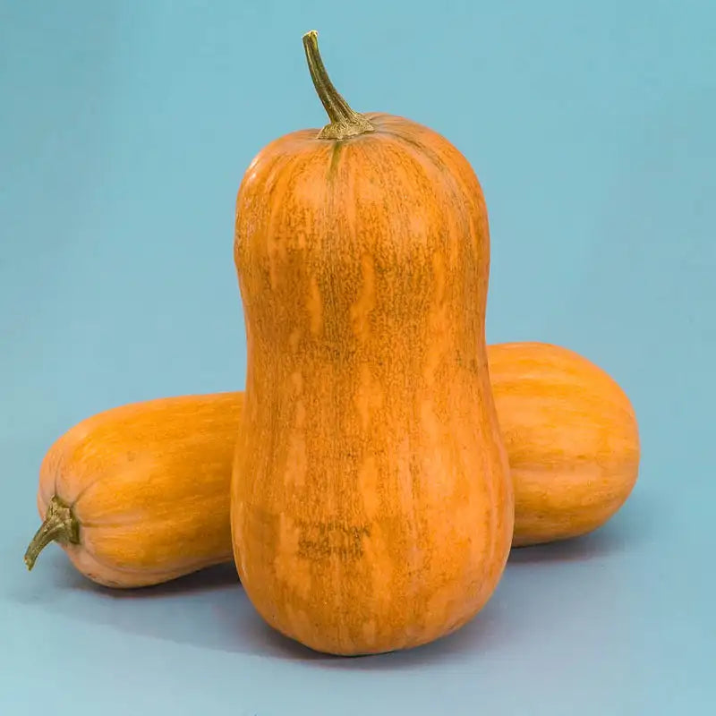 Argonaut Hybrid Butternut Winter Squash | Gurney's Seed & Nursery Co. Seed