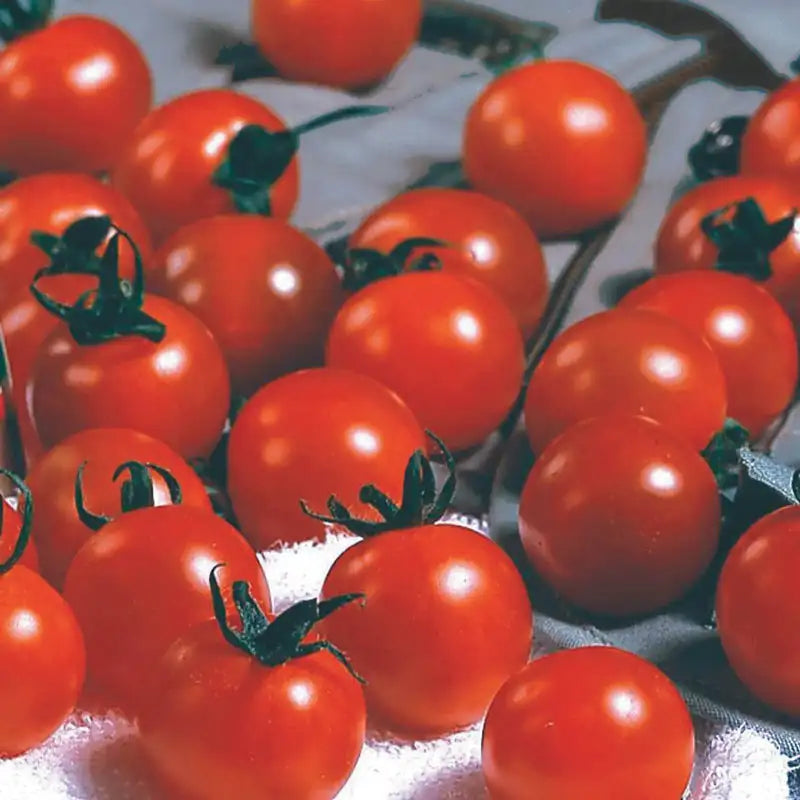 Sweet Million Hybrid Tomato | Gurney's Seed & Nursery Co.