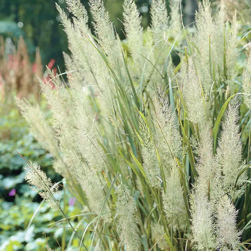 Diamond Grass | Gurney's Seed & Nursery Co.