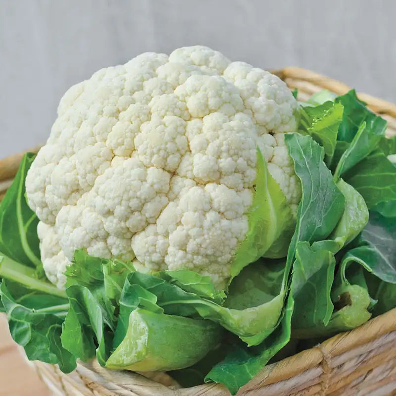 Snow Crown Hybrid Cauliflower | Gurney's Seed & Nursery Co.