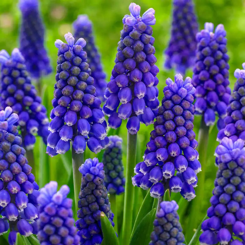 Blue Magic Grape Hyacinth | Flower Bulbs from Gurney's Seed & Nursery Co.