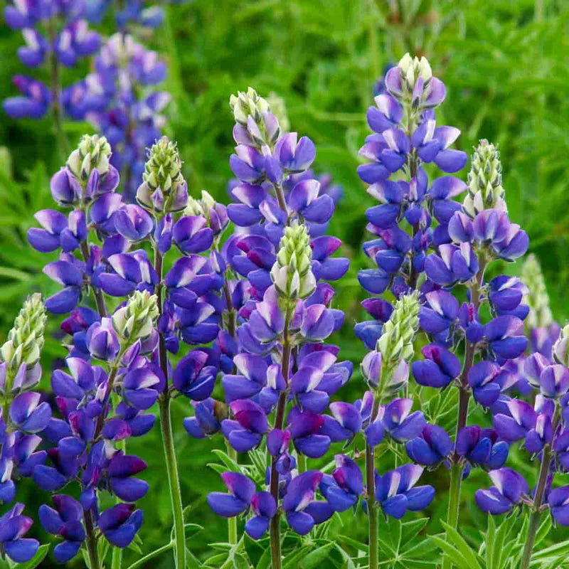 Avalune Blue Lupine – Gurney's Seed & Nursery Co.