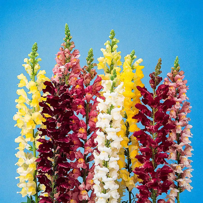 Snapdragon Rocket Hybrid Mix: Flower Seeds from Gurney's Seed & Nursery Co.