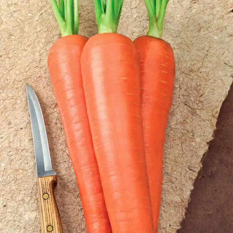 Envy Hybrid Carrot Seed | Gurney's Seed & Nursery Co.