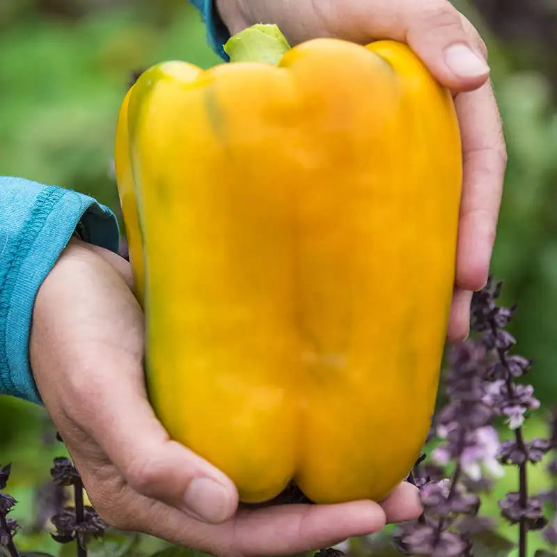 Mega Gold Hybrid Sweet Pepper | Gurney's Seed & Nursery Co.