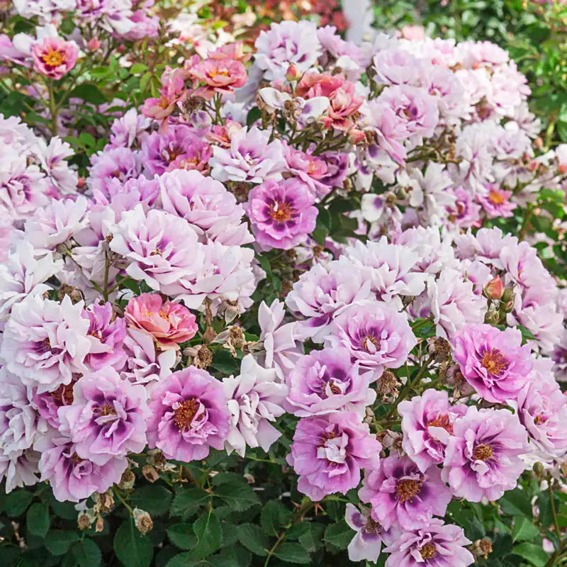 Easy on the Eyes™ Shrub Rose: Roses from Gurney's Seed & Nursery Co.