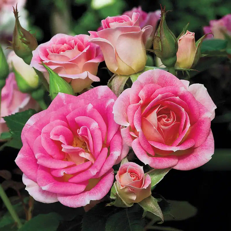 Whimsy™ Miniature Rose | Gurney's Seed & Nursery Co.