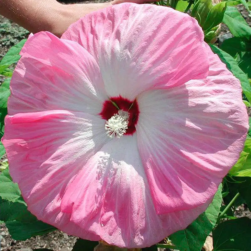 Eye Candy Hibiscus | Gurney's Seed & Nursery Co.