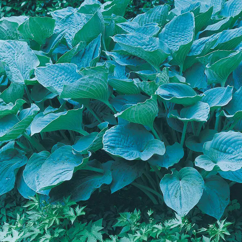 Colossal Blue Hosta: Shade Perennials from Gurney's Seed & Nursery Co.