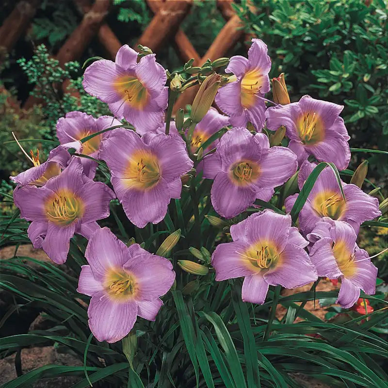 Purple de Oro Daylily | Gurney's Seed & Nursery Co.