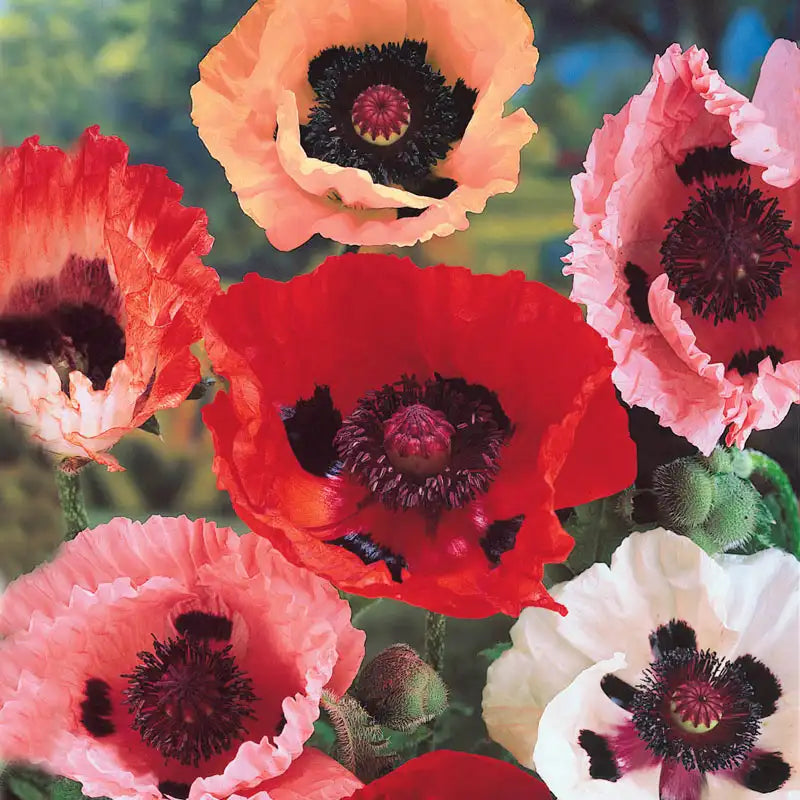 Mixed Oriental Poppies | Gurney's Seed & Nursery Co.