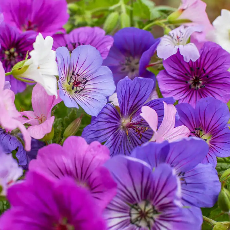 Blue and White Hardy Geranium Mix | Gurney's Seed & Nursery Co.
