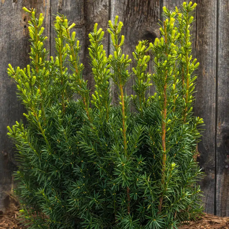 Upright Hicks Yew: Evergreen Shrubs from Gurney's Seed & Nursery Co.
