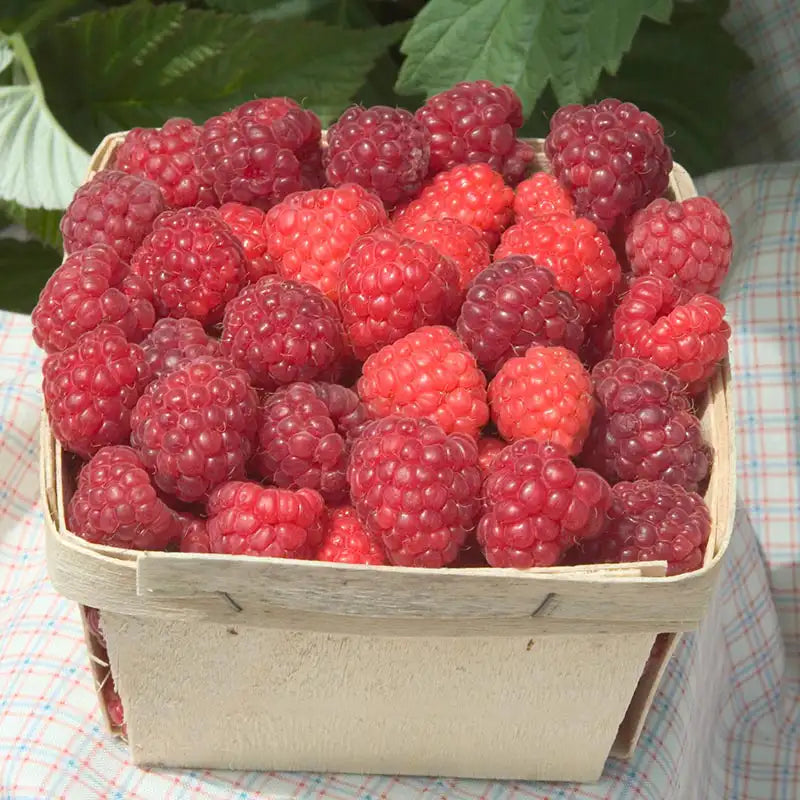 Boyne Red Raspberry: Brambles & Berry Plants from Gurney's Seed ...