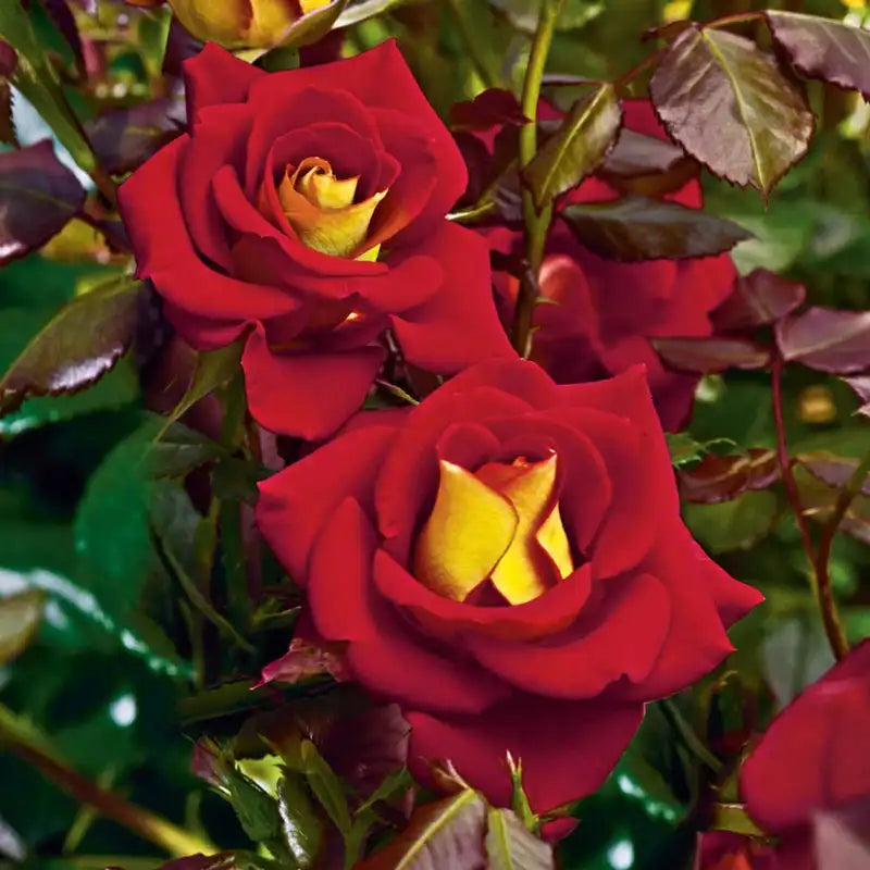 Ketchup & Mustard™ Floribunda Rose | Gurney's Seed & Nursery Co.