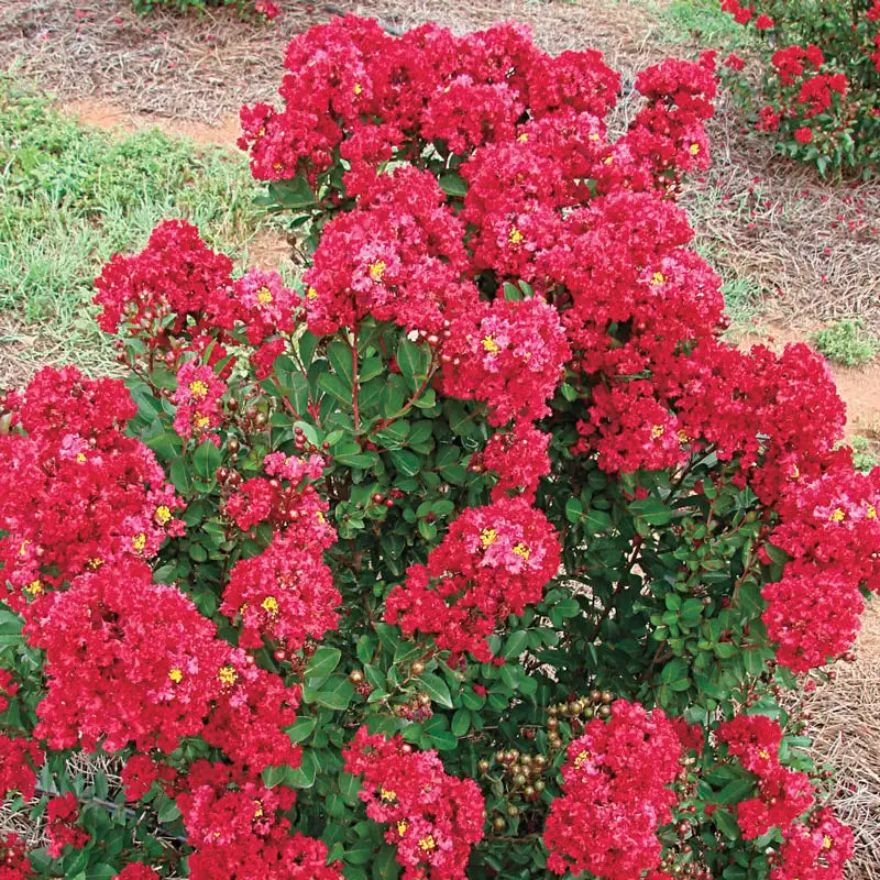 Enduring Summer Reblooming Crape Myrtle in Red | Gurney's Seed ...