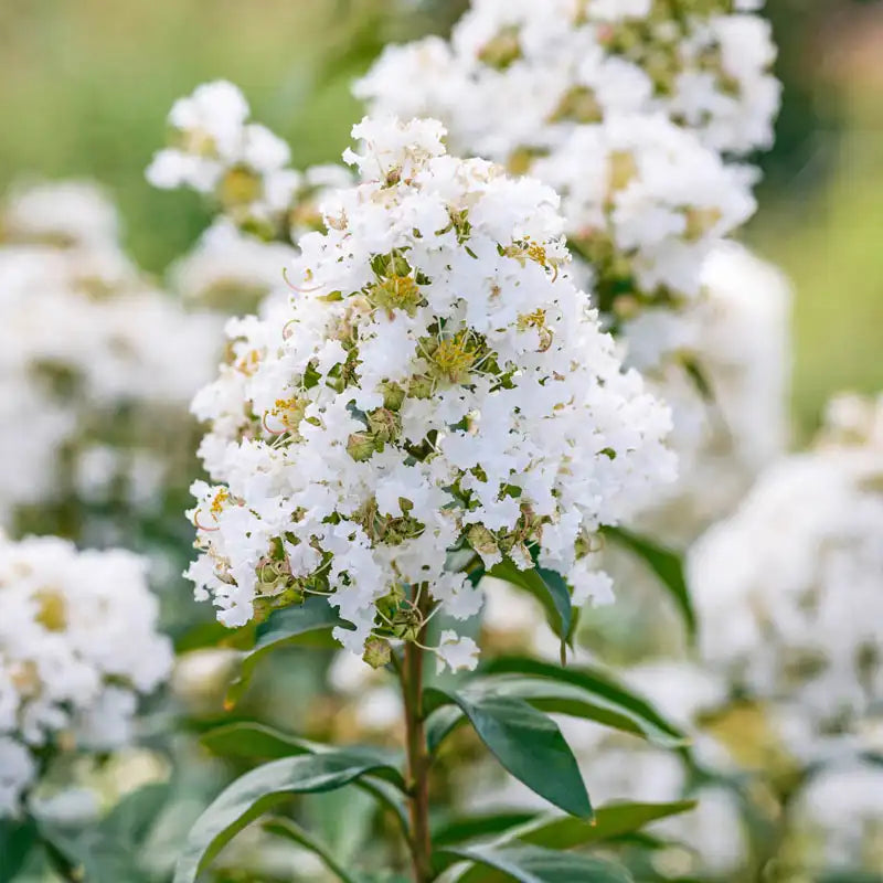 Enduring Summer Reblooming Crape Myrtle in White | Gurney's Seed ...