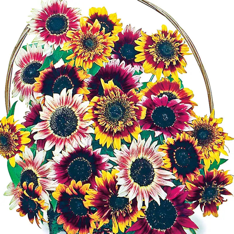Bohemian Rhapsody Sunflower Mix | Gurney's Seed & Nursery Co.