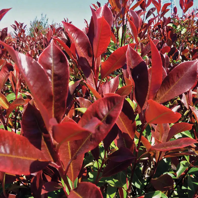 Dynamo Red Photinia – Gurney's Seed & Nursery Co.
